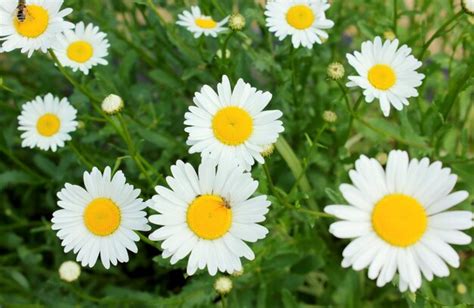 Premium Photo Chamomile Flowers In The Green Grass