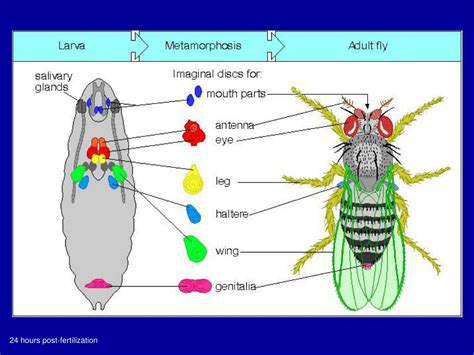 Ppt Drosophila Melanogaster Powerpoint Presentation Free Download