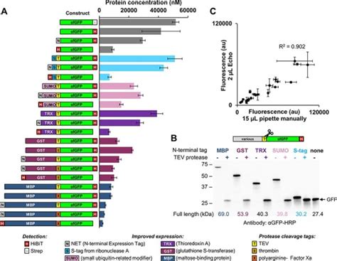 Biofoundry Assisted Expression And Characterization Of Plant Proteins Pmc