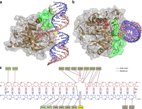 Adar2 Crystal Structure With Bound Dsrna Beal Lab