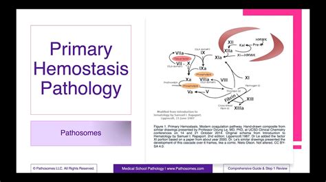 Primary Hemostasis Pathology Comprehensive Guide And Step 1 Review
