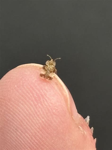 Tiny Red And Brown Bug Rwhatsthisbug