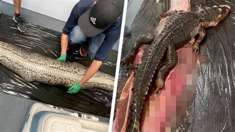 Researchers Are Shocked After Finding Alligator Swallowed Whole By 18ft Long Python