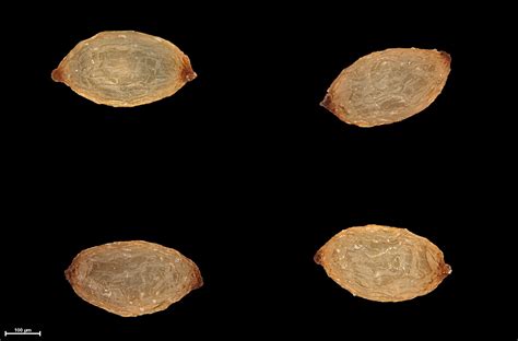 Cyrtandra Filipes Seeds Of Hawaii
