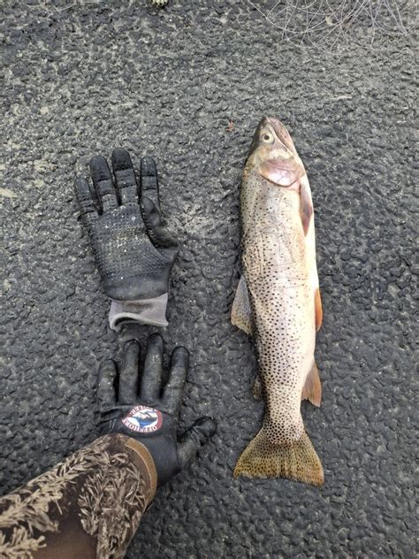 Yellowstone Cutthroat Trout From Ririe Id 83443 Usa On October 31