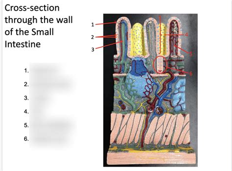 Key Intestinal Structures And Cell Types Goblet Cells Lacteals And