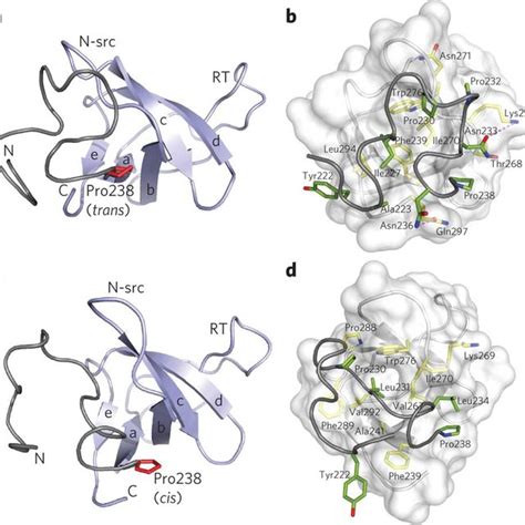 Side And Top Views Of Two Ideal Helical Conformations Of A Polyproline