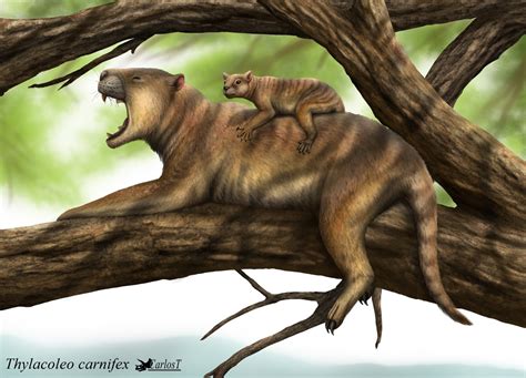Thylacoleo Carnifex By Carlost1205 On Deviantart