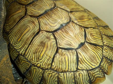 Sea Turtle Shell Texture