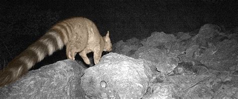 Ringtail Young Nature Explorers