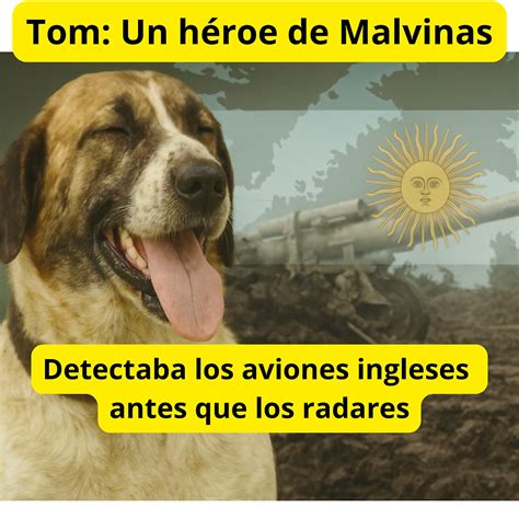 Tom El Perro Que Ladró En Malvinas Y Quedó Ladrando En La Eternidad