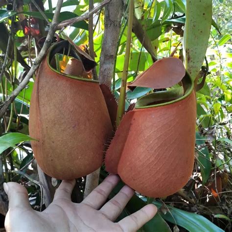 Nepenthes Bicalcarata Carnivorous Beauty And Cultivation