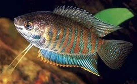 Trichogaster Fasciata Alchetron The Free Social Encyclopedia