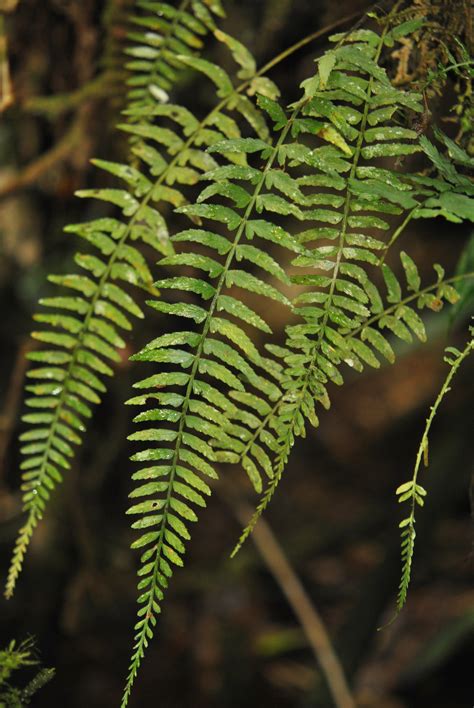 Asplenium Auritum Ferns And Lycophytes Of The World
