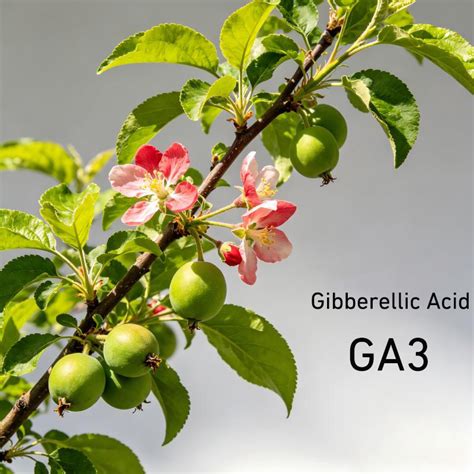 Application Of Gibberellic Acid Ga3 In Flower And Fruit Retention