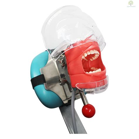 Dental Phantom Head Model Jojenmodel Dental Model Teethdental