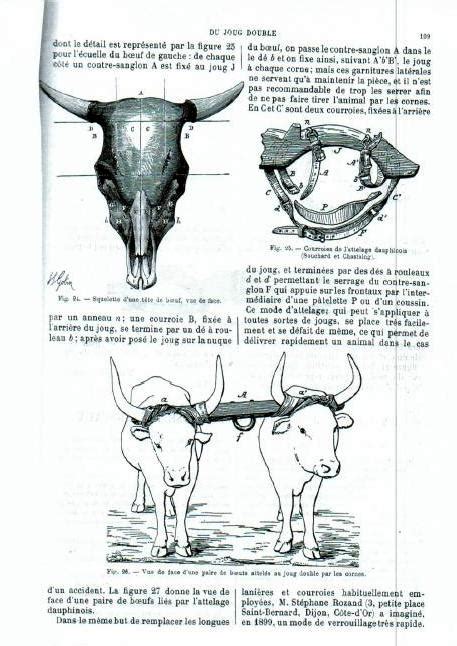 Du Joug Double Max Ringelmann 1906 Attelages Bovins Daujourdhui