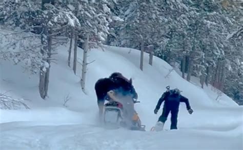 Moose Mobile
