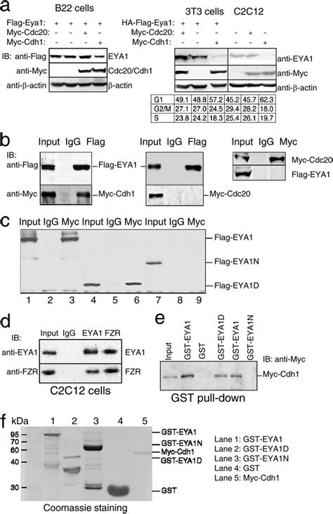 The Phosphatase Transcription Activator Eya1 Is Targeted By Anaphase