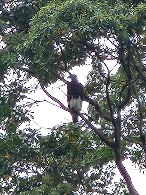 Is This A Gray Headed Fish Eagle Singapore Scrolller