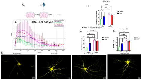 Sex Differences In B2 Sine Rna Expression And Their Role In Hippocampal