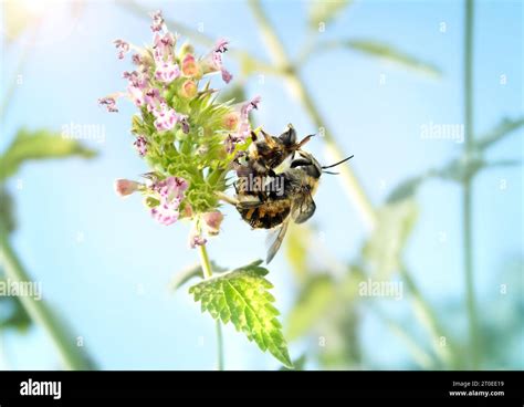 Wool Carder Bees Mating On A Catnip Plant Side View Of Male Bee Behind