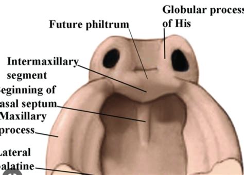 Embryology Boards Flashcards Quizlet