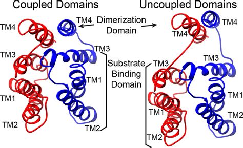 Loop 3 Is Responsible For Coupling Substrate Binding With Dimerization Download Scientific