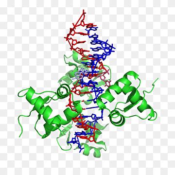 Z DNA Png Images PNGWing