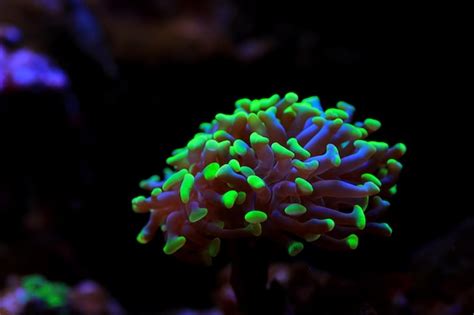 Page 3 Images Polype Vecteurs Photos Et Psd Gratuits