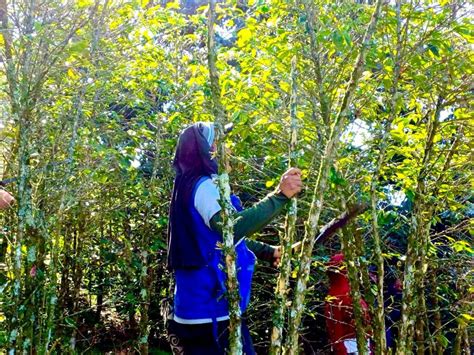 Albeiro Camayo El Kiwe Thegna Que SembrÓ Lucha Y Resistencia Tejido