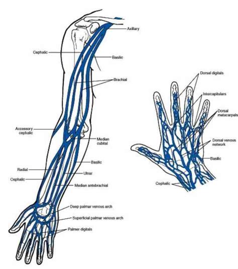 Ulnar Veins Wikipedia