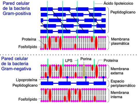 Estructura De La Pared Celular De Las Bacterias Gramnegativas