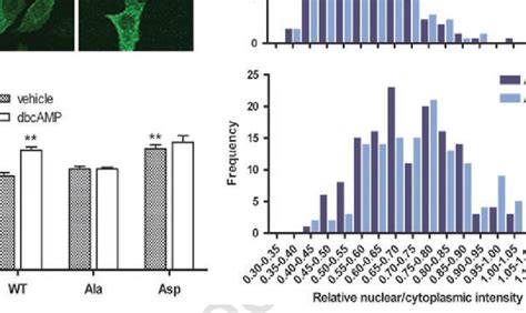 Pka Phosphorylation Dependent Regulation Of Subcellular Localization Of