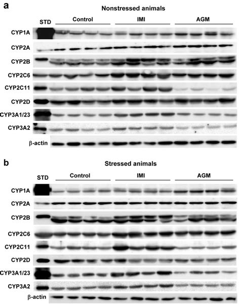 The Effects Of Agomelatine And Imipramine On Liver Cytochrome P450 During Chronic Mild Stress
