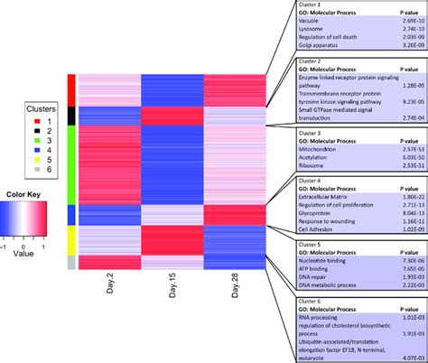 Heat Map Showing Gene Expression Levels Z Scores On Days 2 15 And