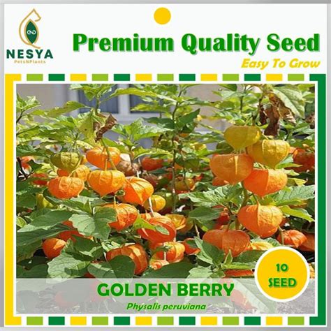 Jual Benih Goldenberry Golden Berry Ceplukan Benih Biji Buah Goldenberry 10 Biji Unggul