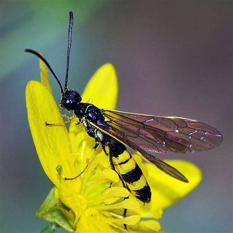 Stem Sawflies Alchetron The Free Social Encyclopedia