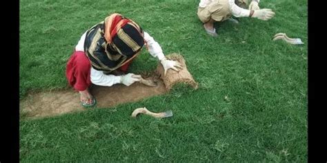 Burmuda Garden Grass At Rs 3sq Ft बरमूडा घास In Ghaziabad Id