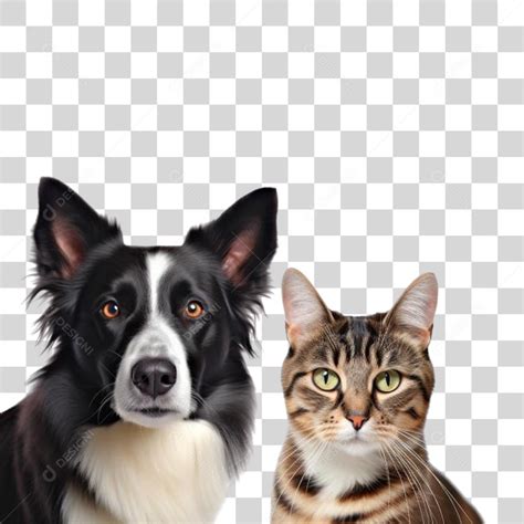 Cachorro Gatito Png