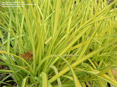Plantfiles Pictures Carex Bowles Golden Sedge Aurea Carex Elata