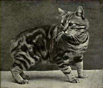 Historia Del Gato Wikipedia La Enciclopedia Libre