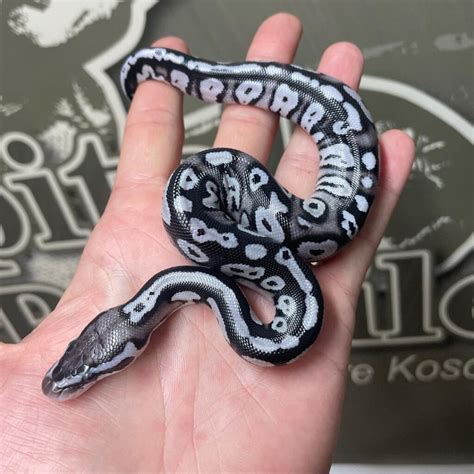 Pros And Cons Of Owning A Ball Python Everything You Need To Know