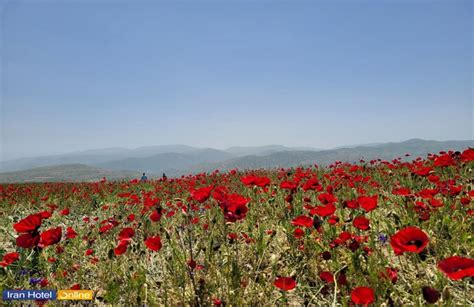دیلمان عکس، آدرس و هر آنچه از این ییلاق بهشتی باید بدانید بلاگ ایران