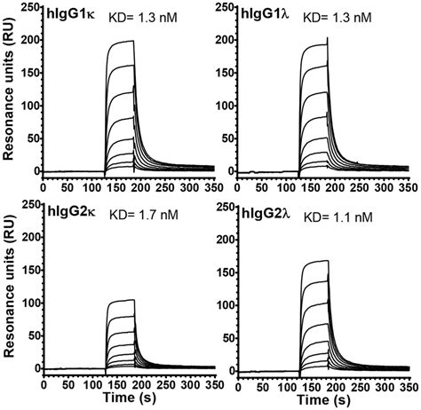 Determination Of The Fcrn Binding Properties Of Igg1 And Igg2 Light
