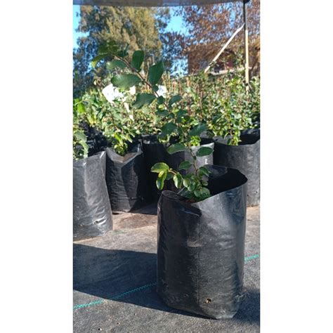 Corcolén Azara Celastrina Tamaño Xs 20cm 30cm Color Flor Amarilla Bolsa Bol 25