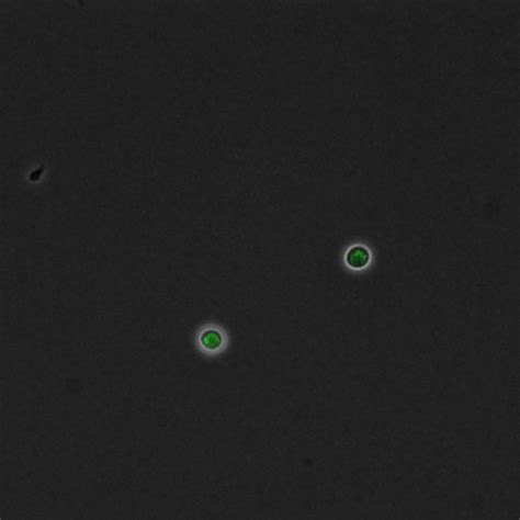 Saccharomyces Cerevisiae Dna Replication Preinitiation Complex Cil 35661 Doccheck