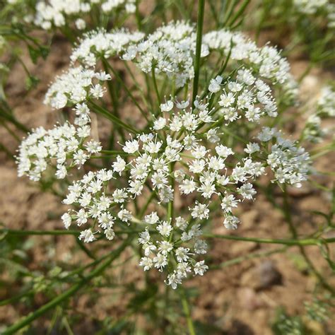 Plante Anis Pimpinella Anisum Ethnobotanika