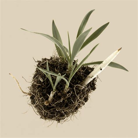 Technology Readiness Levels → Term