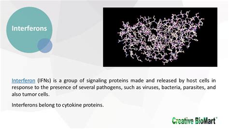 Type I Interferon Signal Pathway Interferoninterferon Ifns Is A